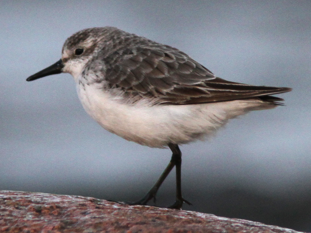 EOÜ - Eesti lindude nimestik